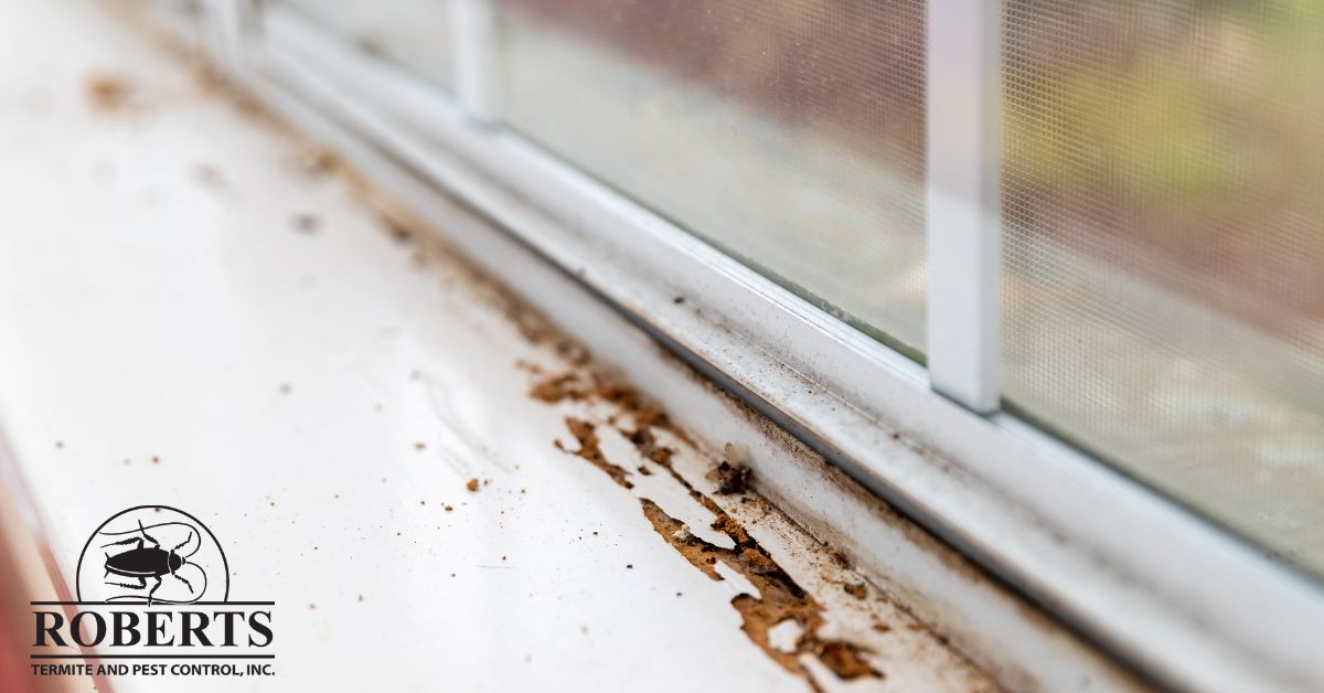 How to Identify and Prevent Termite Damage in Your Home
