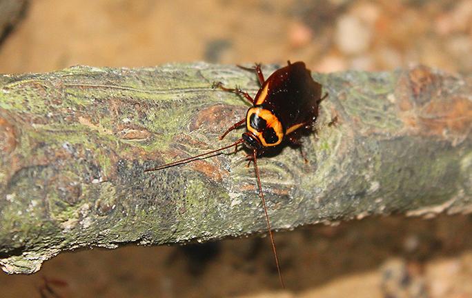 Blog - The Trick To Effective American Cockroach Control In Austin