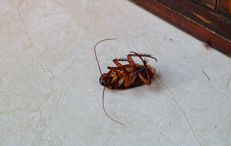 Austin's Guide To Winter Cockroach Prevention